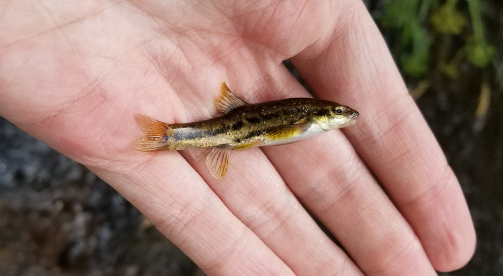 A simple guide to microfishing