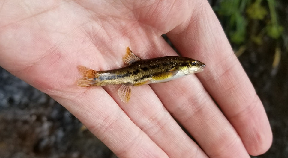 A simple guide to microfishing